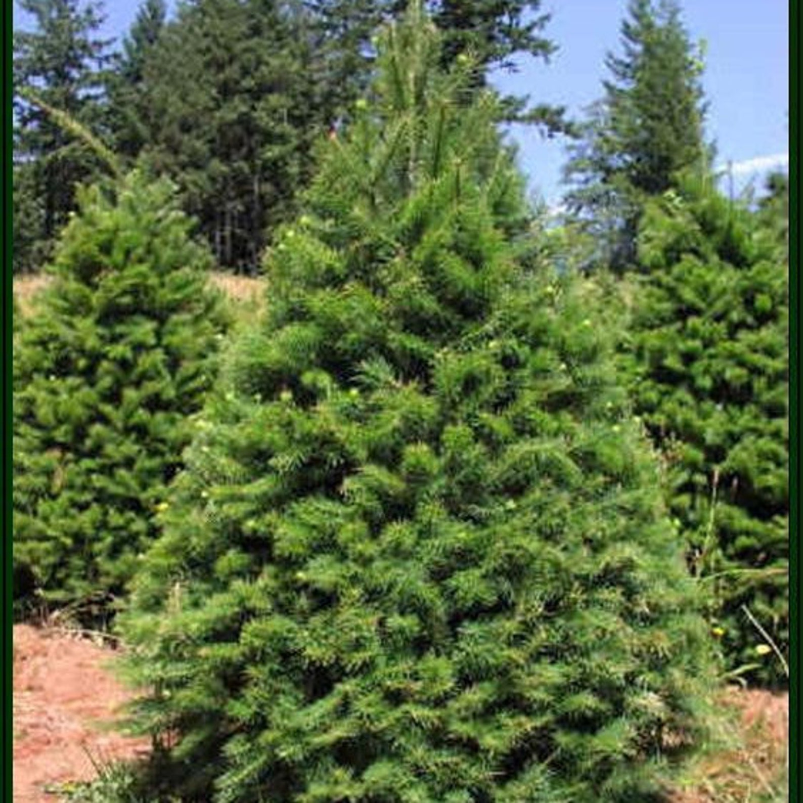 FIR Wood Properties Bos Grimoire Instant Download Page Wand | Etsy