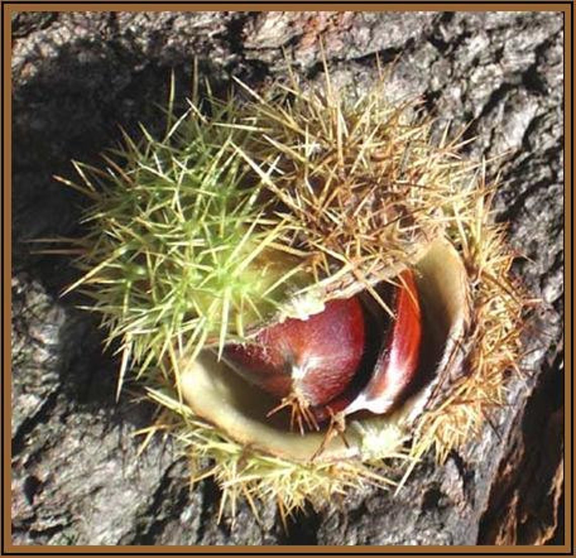 CHESTNUT Tree Lore Bark Scrolls Instant Download Magic Wand | Etsy