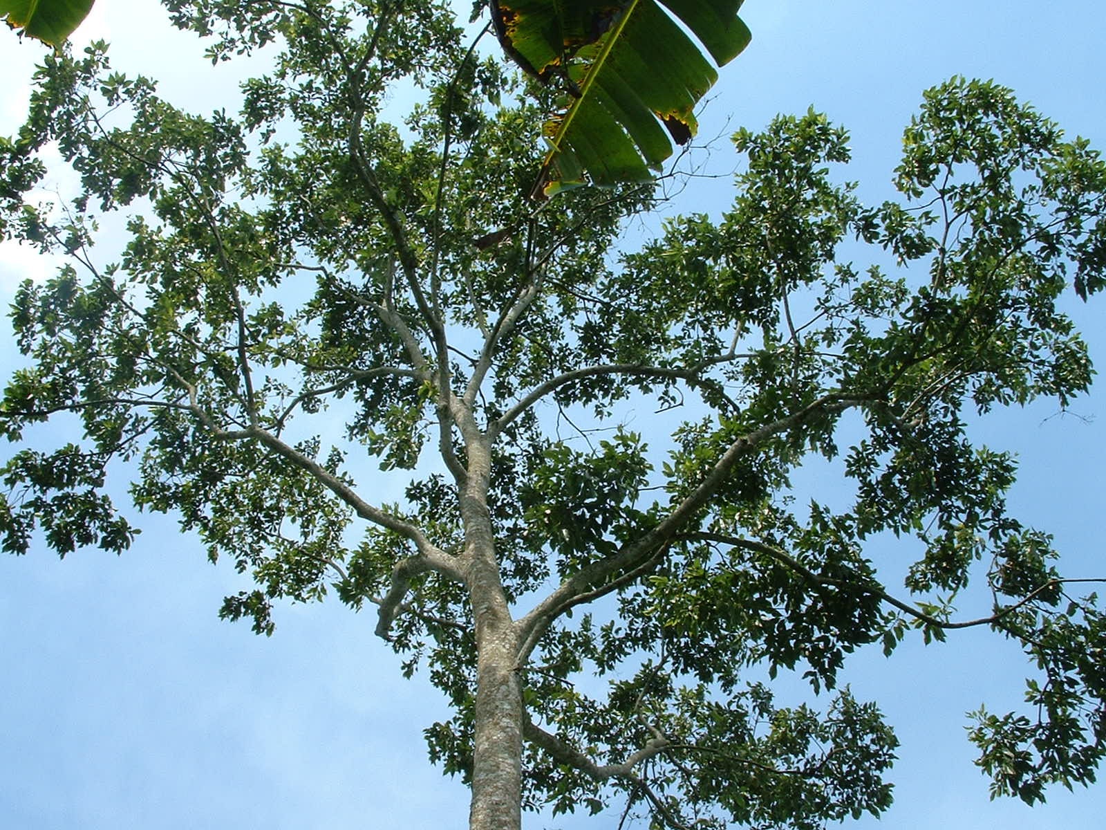 BOCOTE MAGIC Properties, Bos Instant Download Page, Wand, Bark Scrolls ...