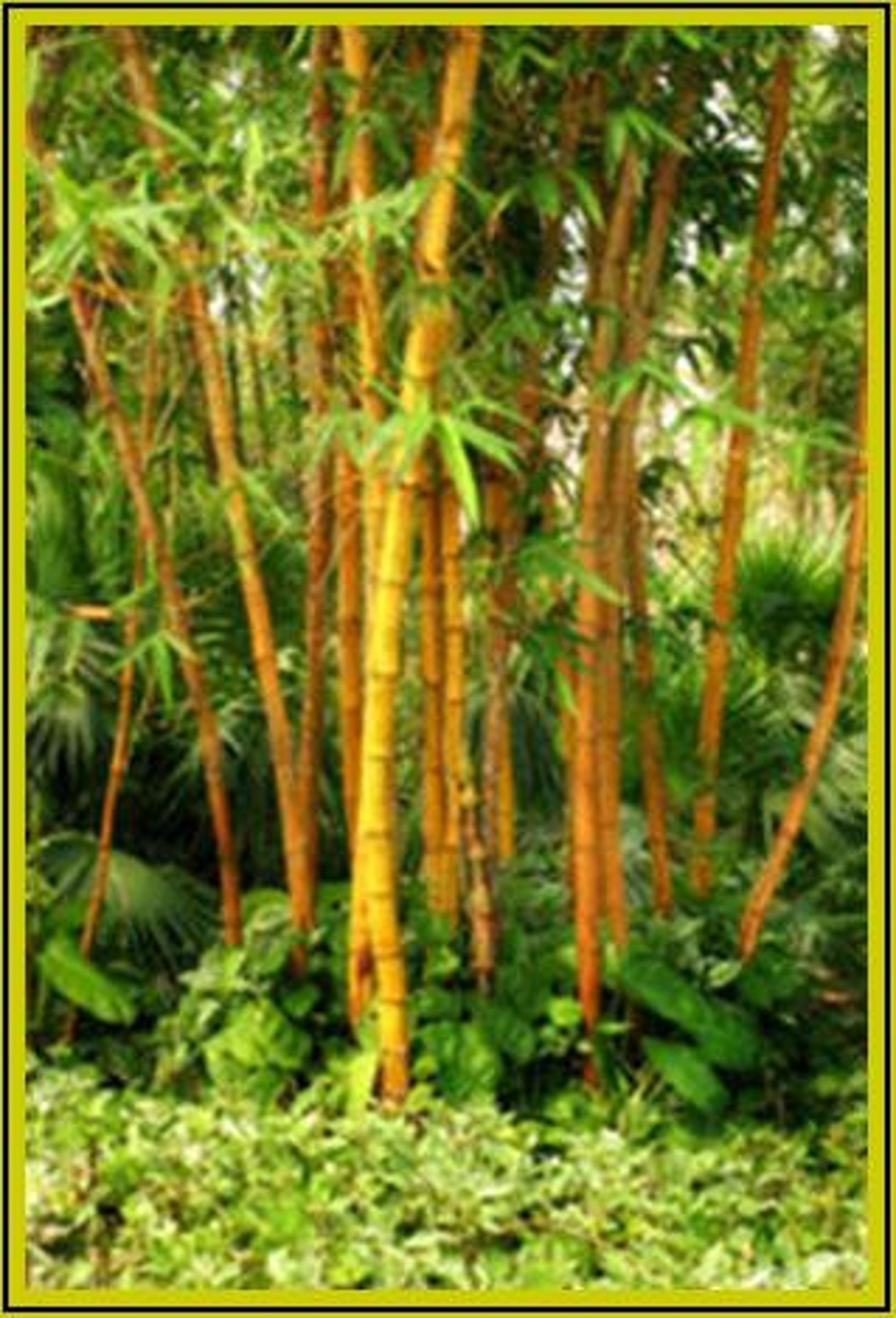 BAMBOO MAGIC Properties BOS Instant Download Page Wand Bark | Etsy