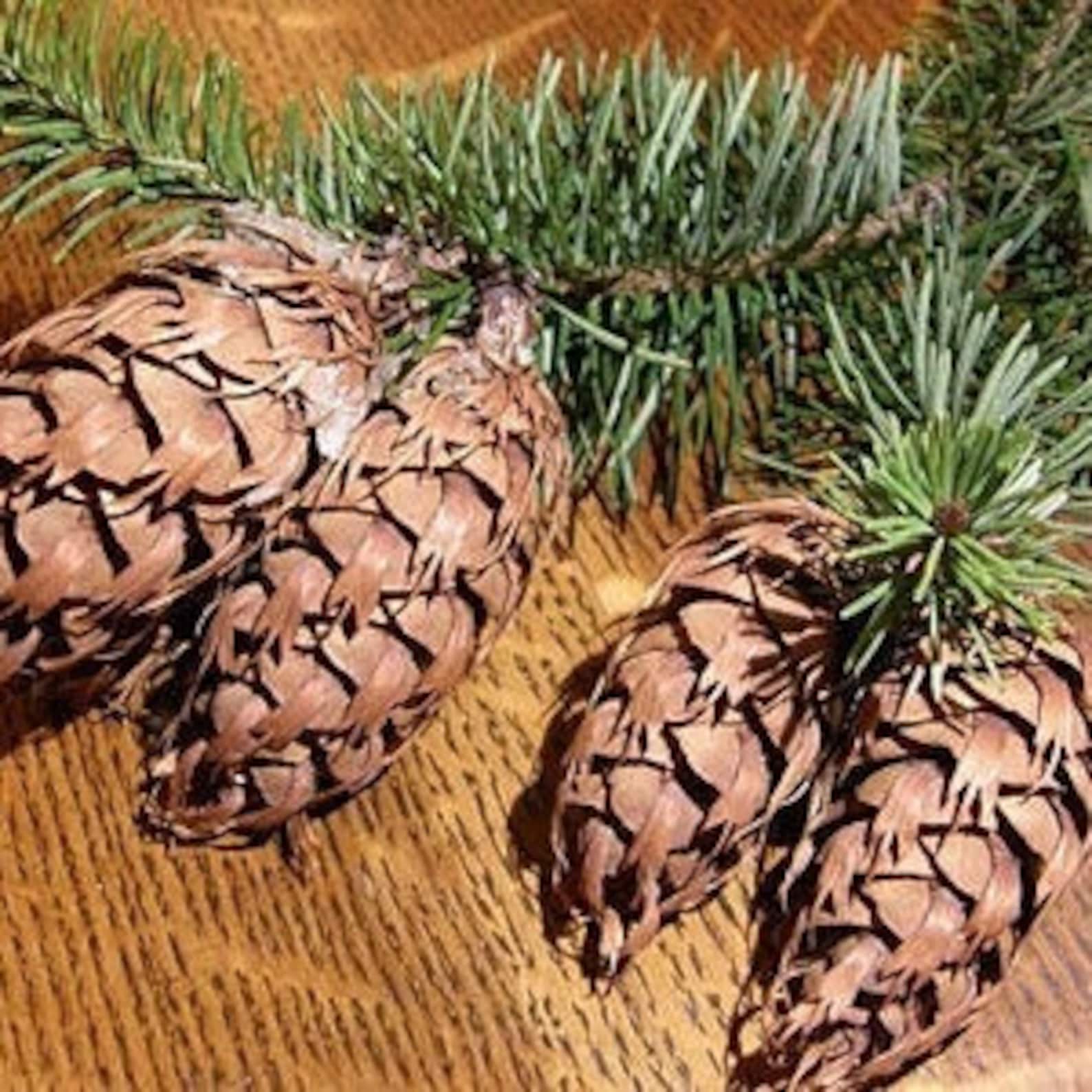 FIR Wood Properties Bos Grimoire Instant Download Page Wand | Etsy