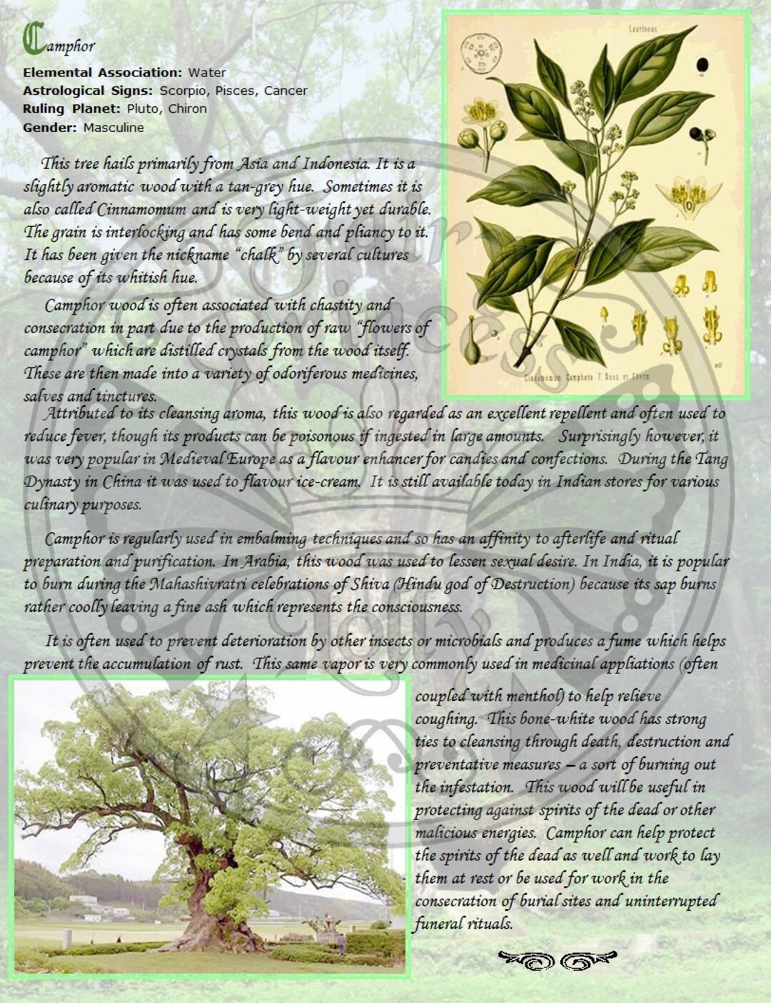 CAMPHOR Tree Lore Bark Scrolls, Instant Download, Magic Wand, Book of ...