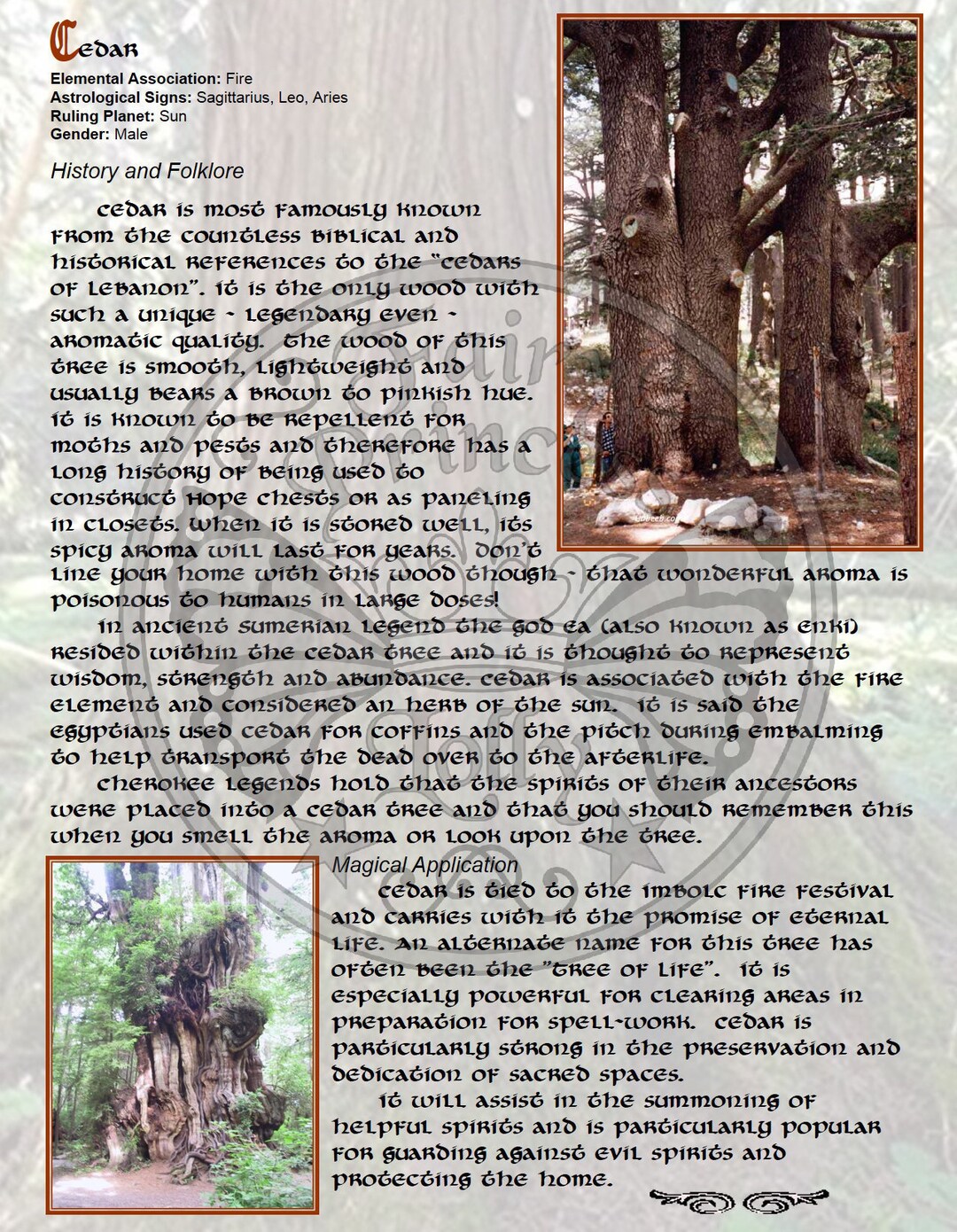 CEDAR Tree Lore Bark Scrolls, Instant Download, Magic Wand, Book of ...