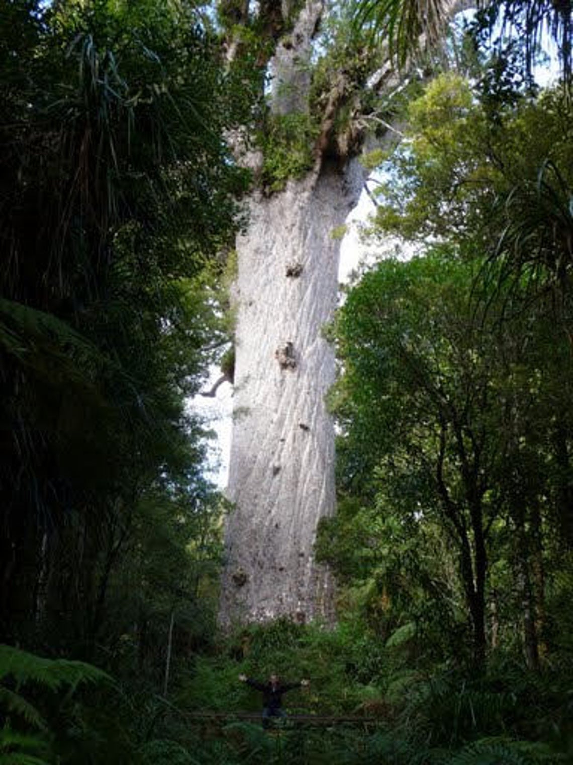 ANCIENT KAURI Tree MAGIC Properties Bos Instant Download - Etsy