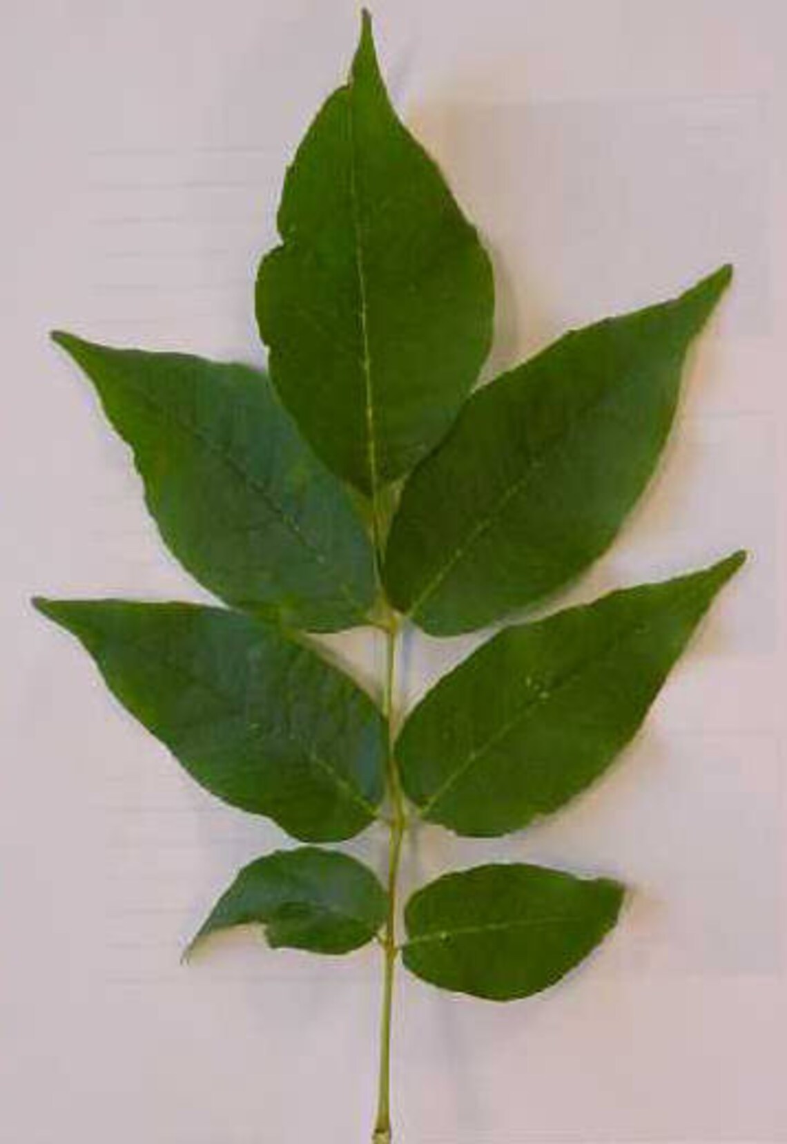 ASH Tree MAGIC Properties, BOS Instant Download Page, Wand, Bark ...