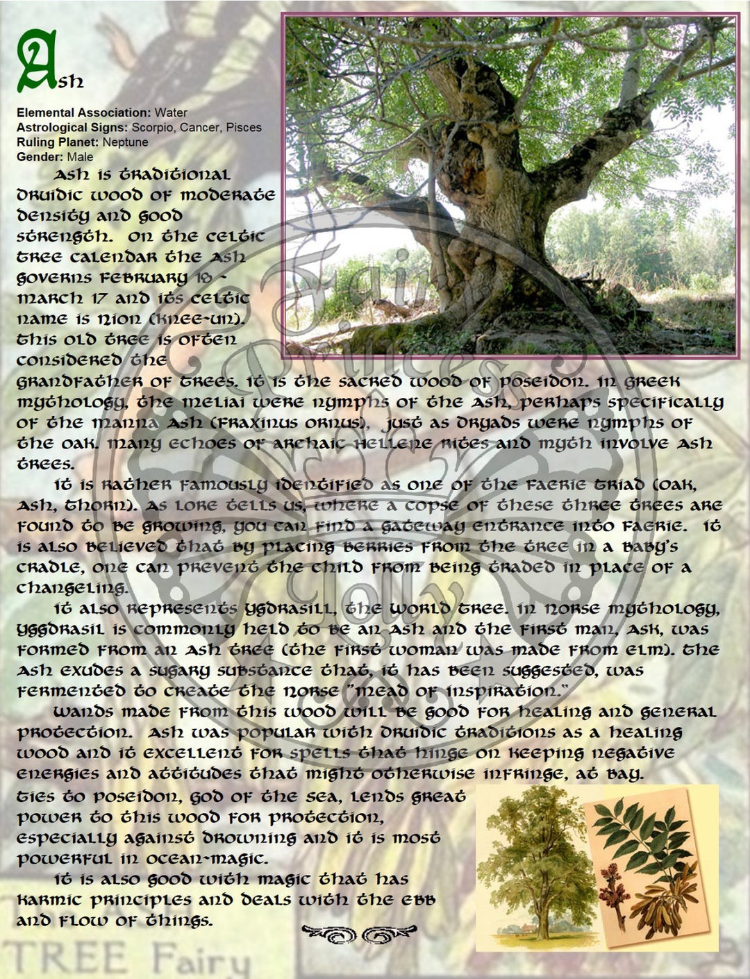 ASH Tree MAGIC Properties, BOS Instant Download Page, Wand, Bark ...