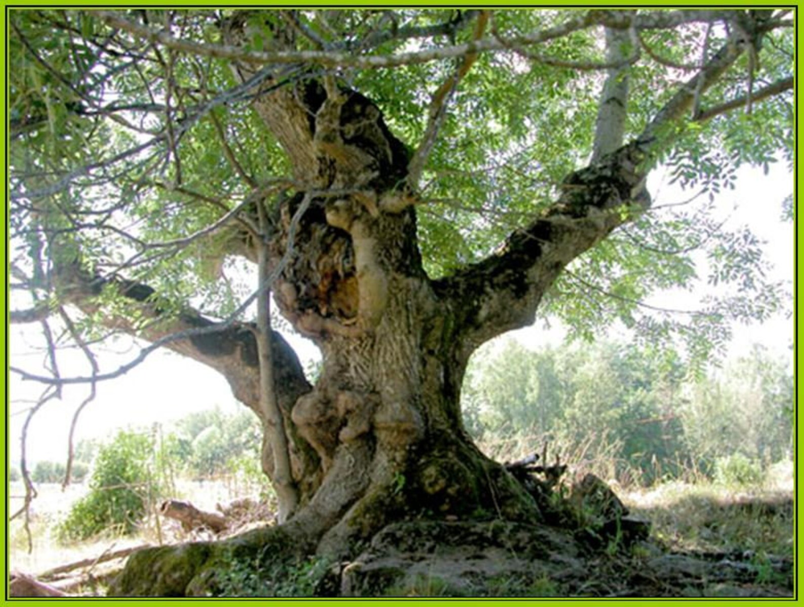 ASH Tree MAGIC Properties, BOS Instant Download Page, Wand, Bark ...