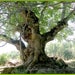 ASH Tree MAGIC Properties, BOS Instant Download Page, Wand, Bark ...