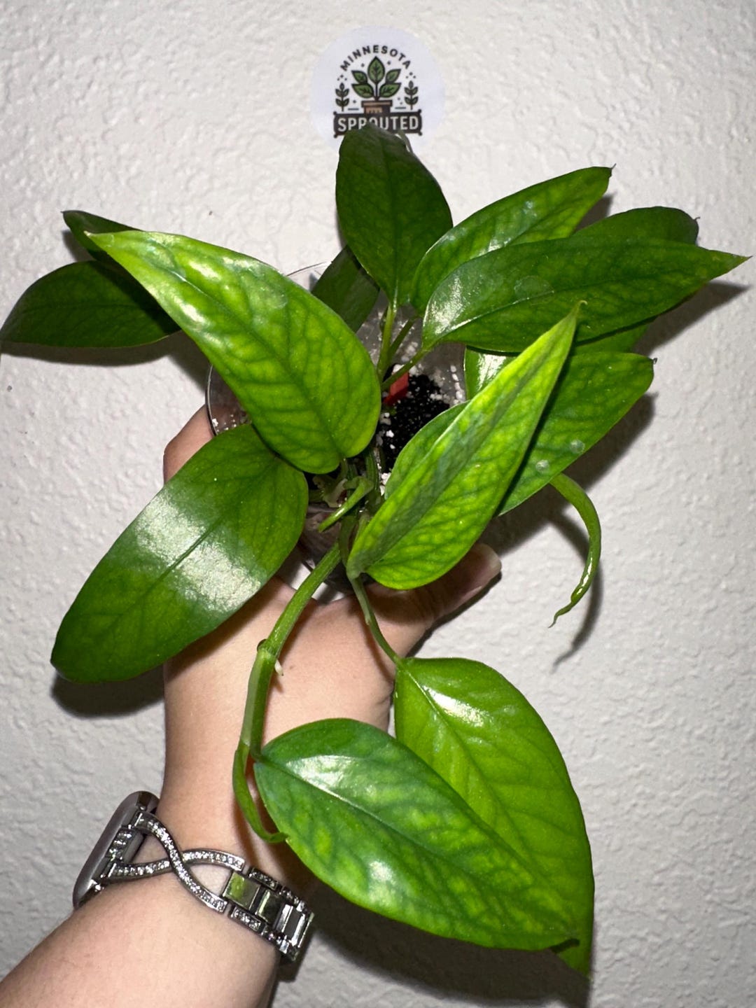 Skeleton Key, Pothos, Epipremnum Pinnatum 'skeleton Key', Live Plant ...