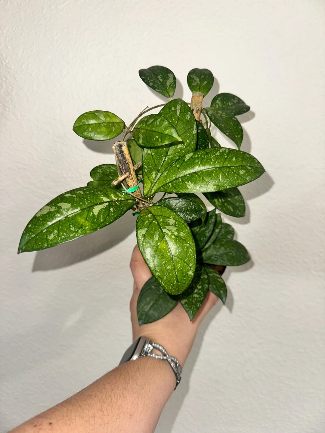 Hoya Crassipetiolata Splash on Trellis - Etsy