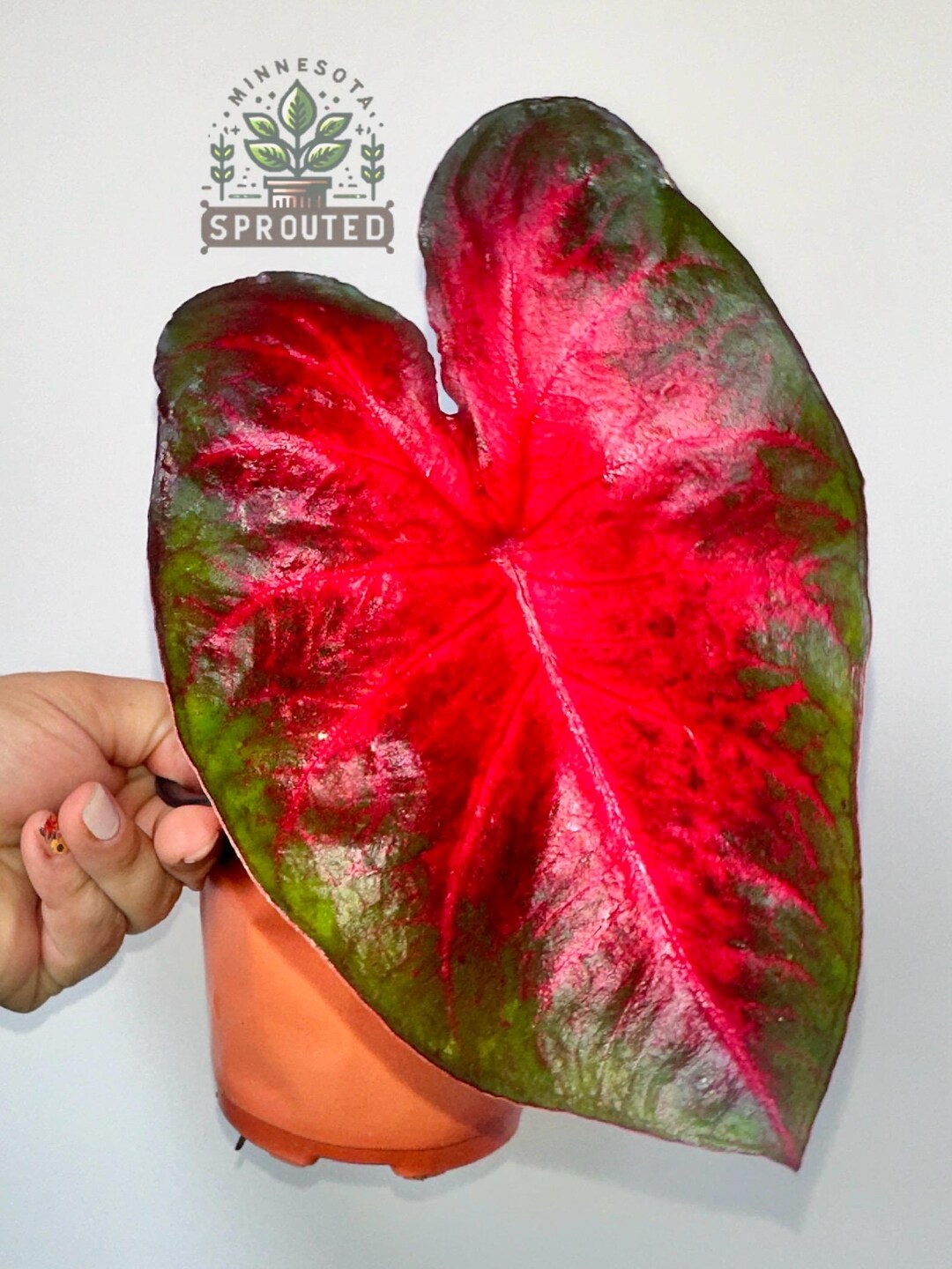 Caladium John Peed Red and Green Caladium, Caladium - Etsy