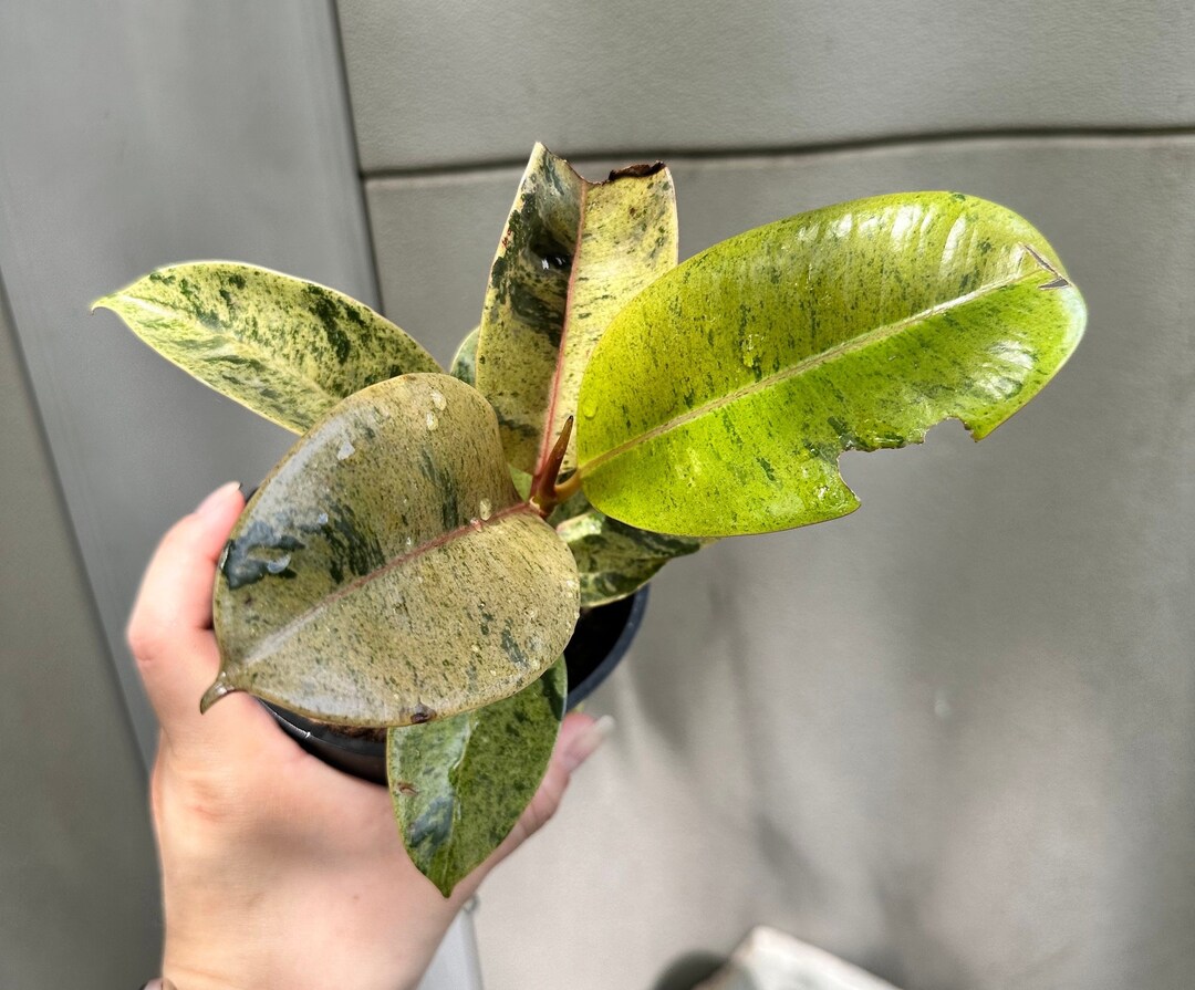 Ficus Shivereana Moonshine rubber Tree - Etsy