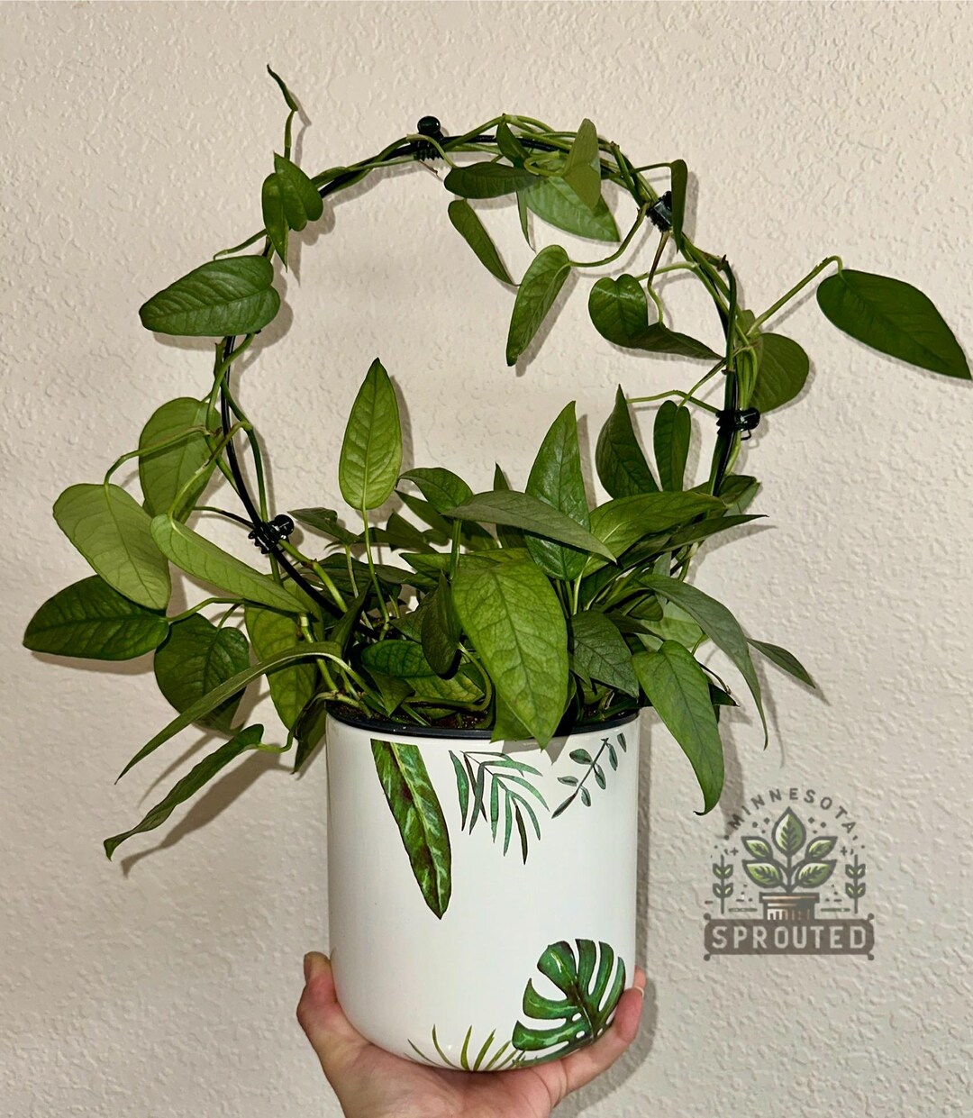 Large Circle Trellis for House Plants, Sturdy Trellis, Metal Coated ...