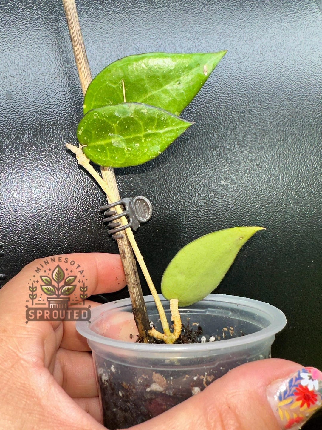 Hoya Parasitica Black Margin Fully Rooted Plant - Etsy