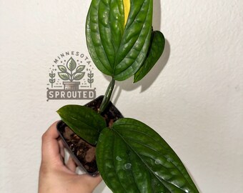 Monstera Peru Variegated Rare Plant Live Plant - Etsy