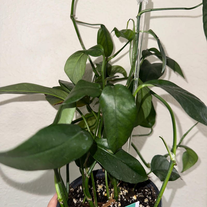 Cebu Blue Pothos - Etsy