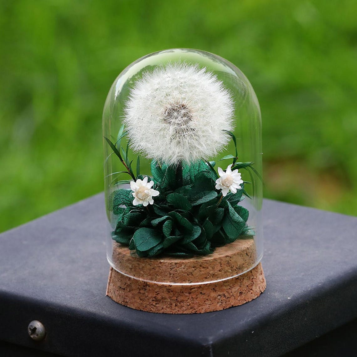 Eternal Flower, Preserved Dandelion Plant Specimen in Glass Cover ...