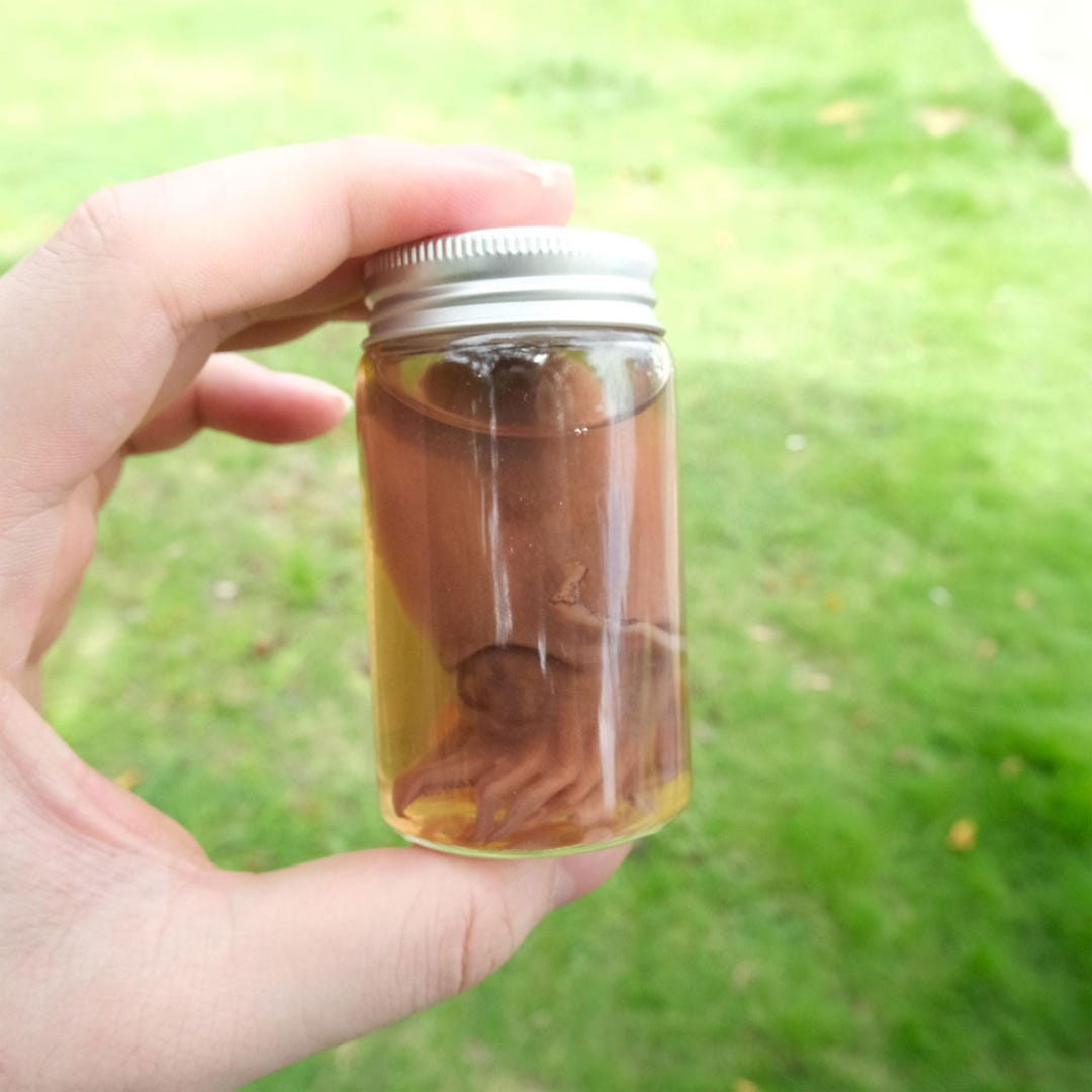 Small Cuttlefish Specimen, Glass Jar Preservation, Soaking, Wet ...