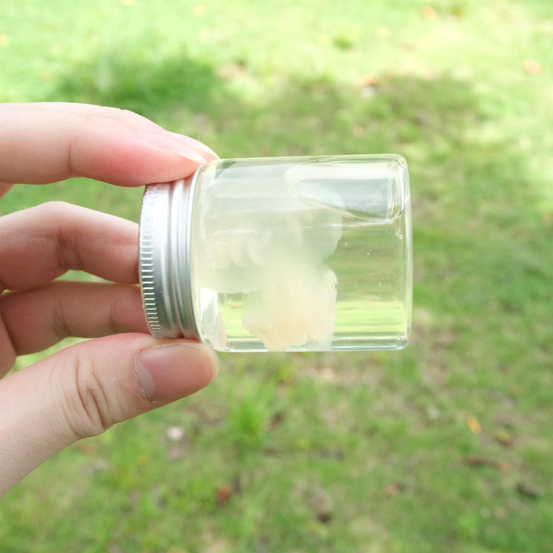 Real Moon Jellyfish Specimen in Glass Tube, No Feeding or Maintenance ...