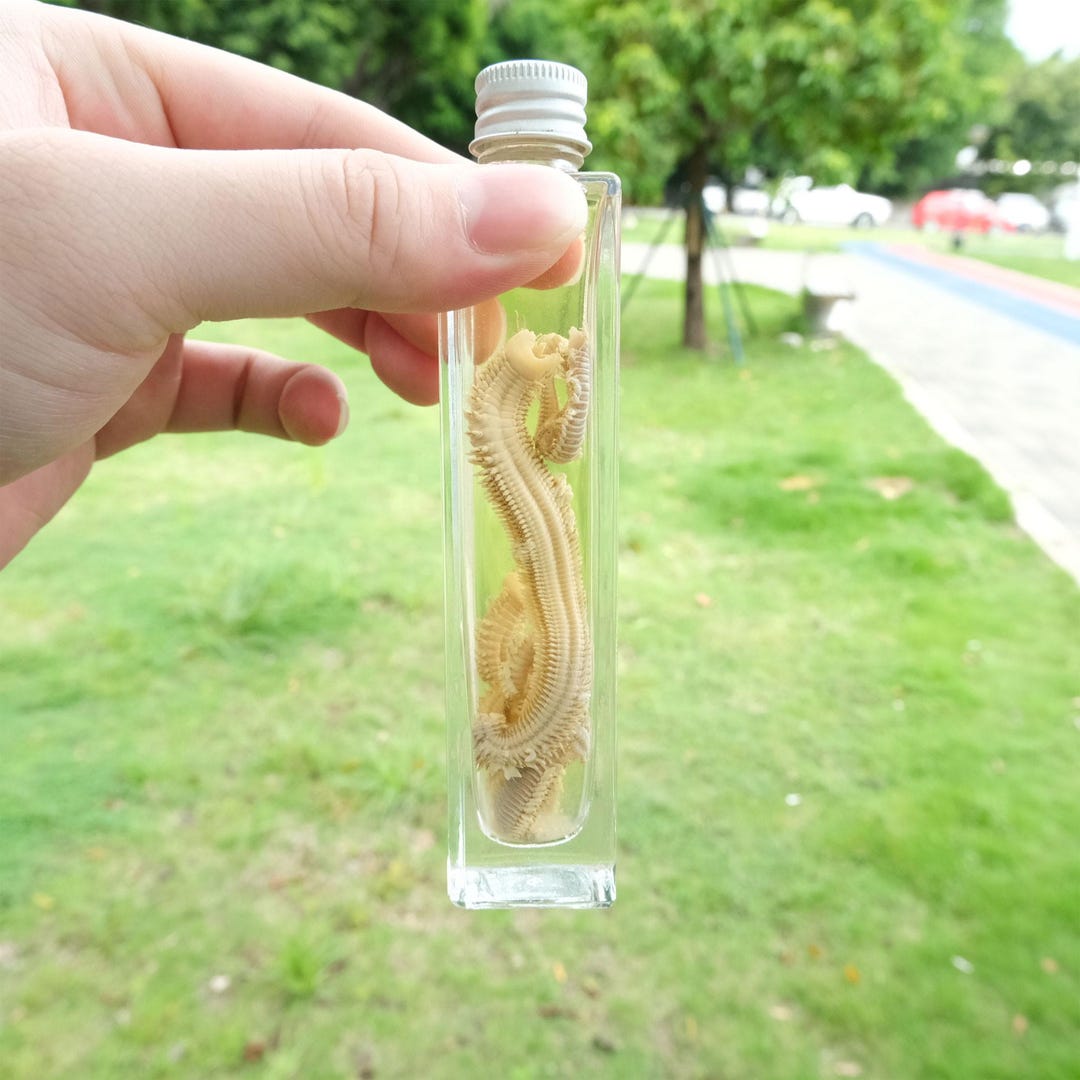 Bobbitt Worm Specimen in A Preservation Jar, Eunice Aphroditois, Great ...