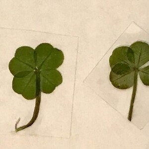 Real Clovers 4 AND 5 LEAF CLOVERS - Etsy