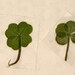 Real Clovers 4 AND 5 LEAF CLOVERS - Etsy