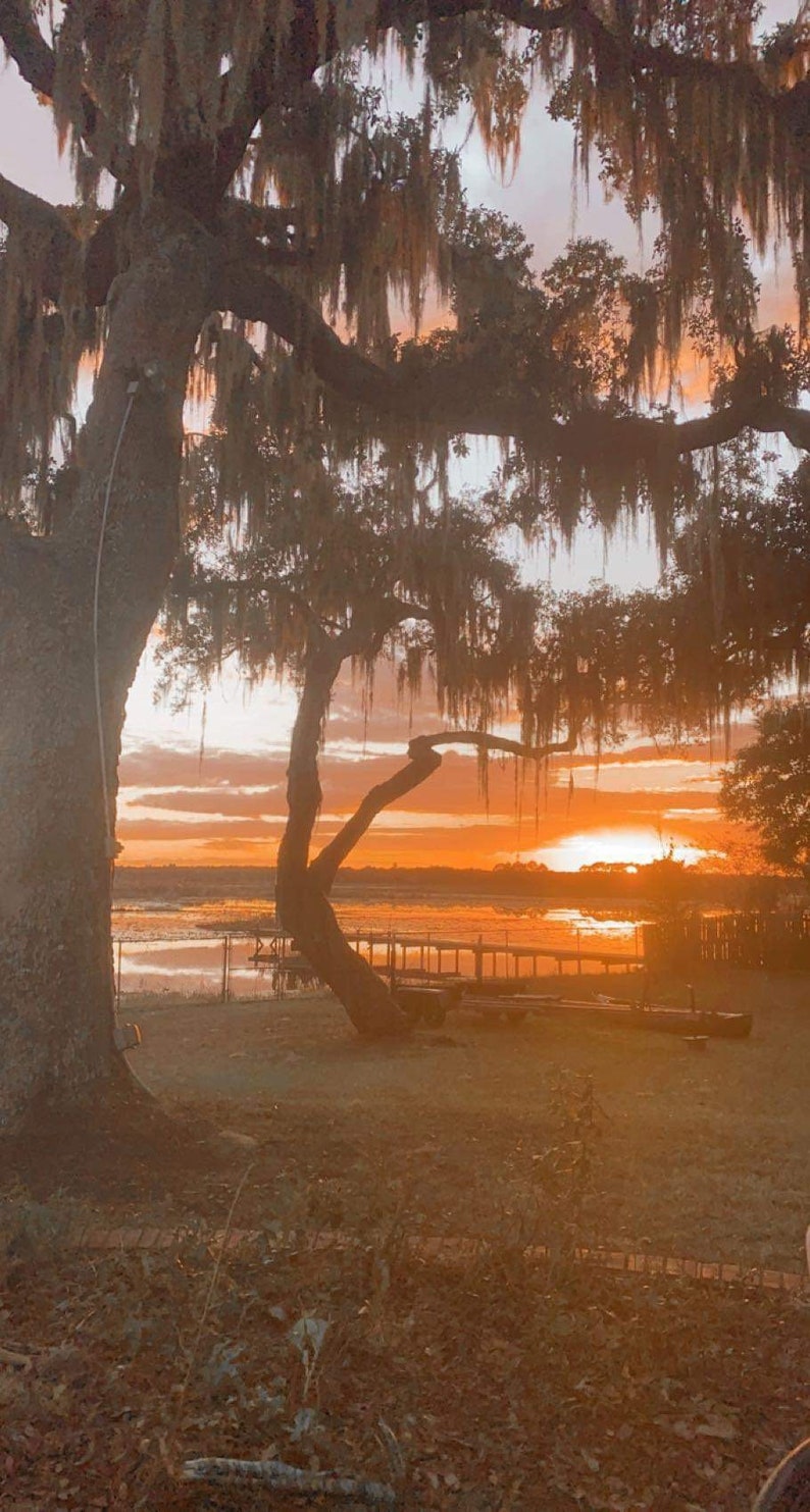 Spanish Moss, Florida, Nature, Forest, Swamp, Flowering Air Plant ...