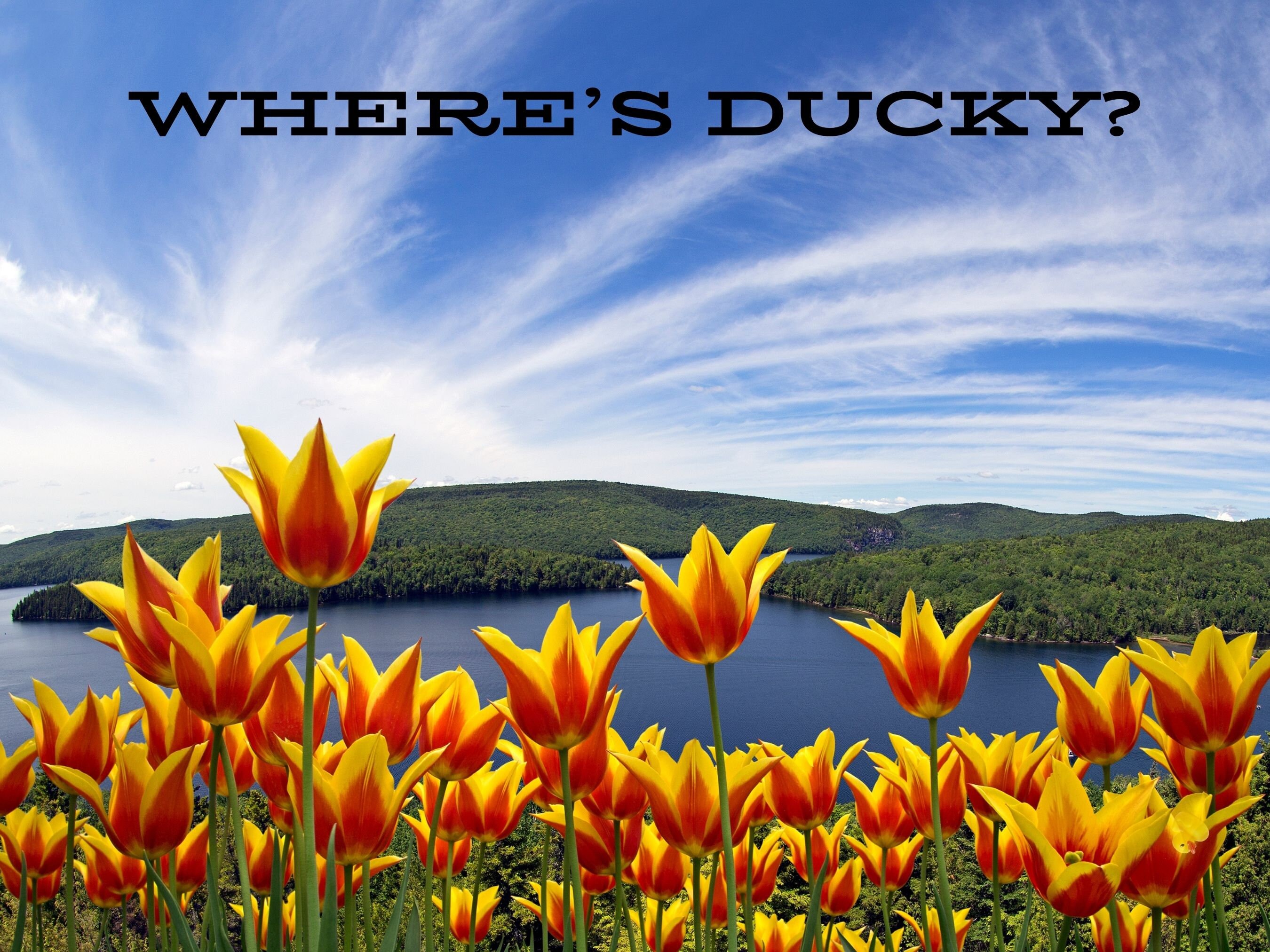 Where's Ducky? Family Fun Trivia! Find All 10 Ducks Hidden in Images - Etsy