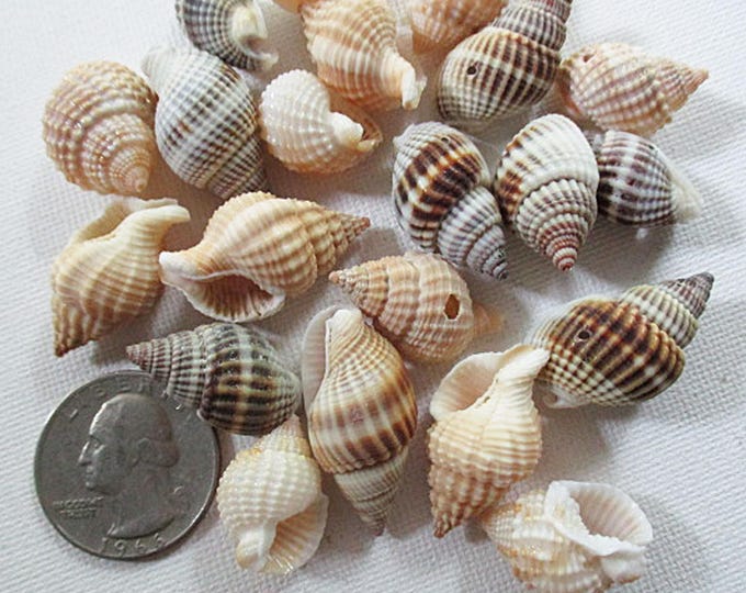 Whole Seashell Beads, Assorted Variety With Drilled Holes, 21 Count ...