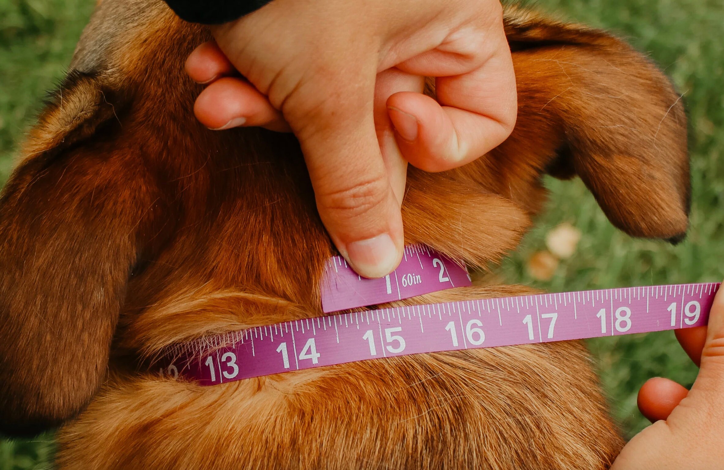 The All Seeing Eye Beaded Mala Dog Collar, Handmade, Natural Wood Beads ...