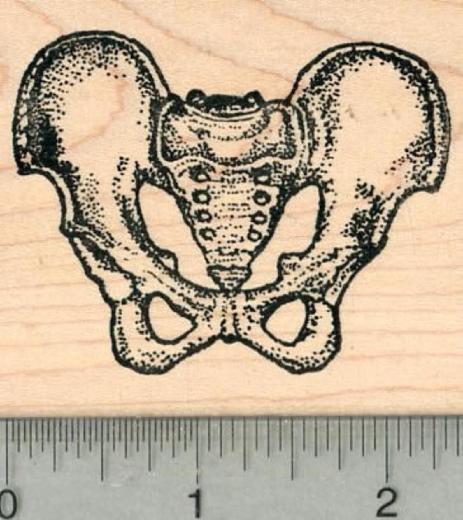 Pelvic Skeleton Rubber Stamp Human Anatomy Biology Series - Etsy