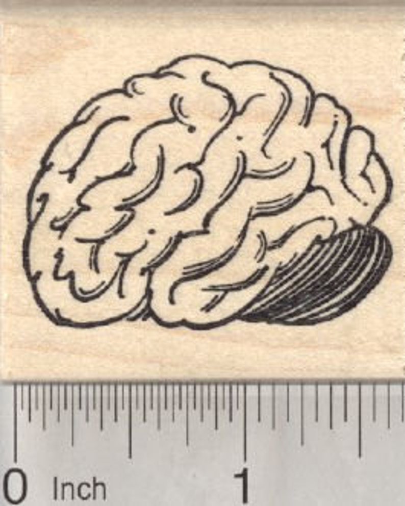 Brain Rubber Stamp E28609 Wood Mounted - Etsy