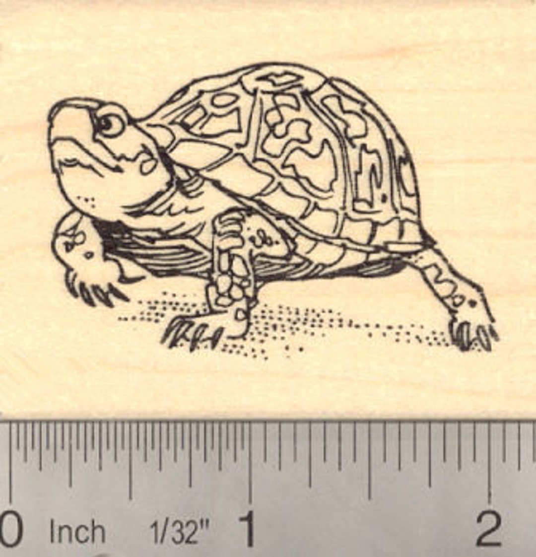 Eastern Box Turtle Rubber Stamp (north American) H14512 WM - Etsy
