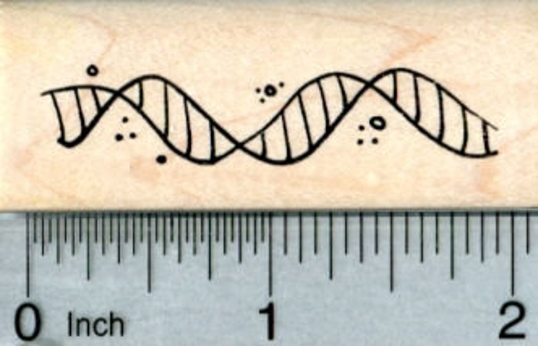 DNA Helix Rubber Stamp, Biological Science Series D32308 Wood Mounted ...