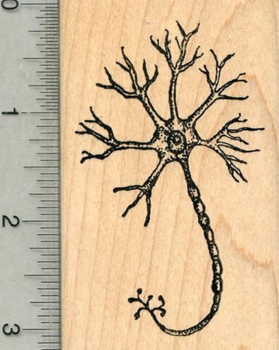 Neuron Rubber Stamp, Nerve Cell, Anatomy Biology Series K34305 Wood ...