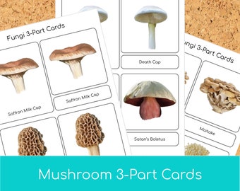 Anatomy of a Mushroom, 3 Part Cards, Montessori - Etsy