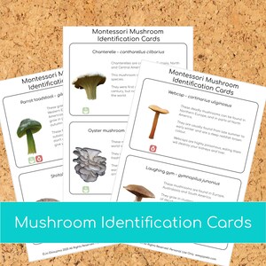 Montessori Mushroom Identification Cards PDF - Etsy