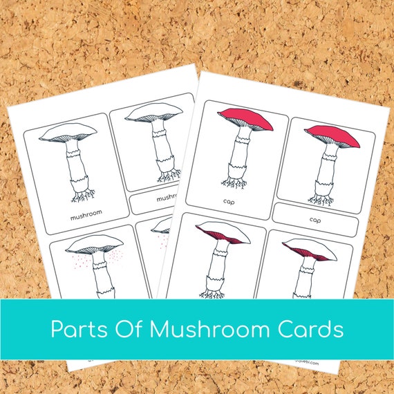 Montessori Parts of MUSHROOM Cards | Etsy