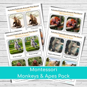 Monkey and Apes Montessori 3 Part Cards and Activities - Etsy