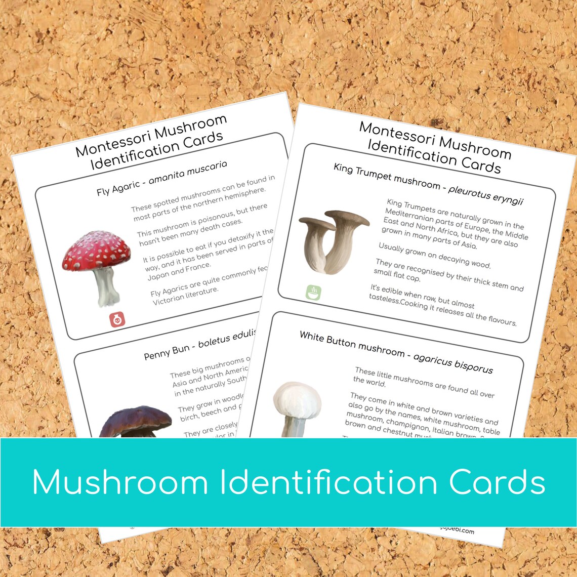 Montessori Mushroom Identification Cards PDF - Etsy