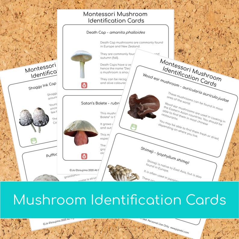 Montessori Mushroom Identification Cards PDF - Etsy
