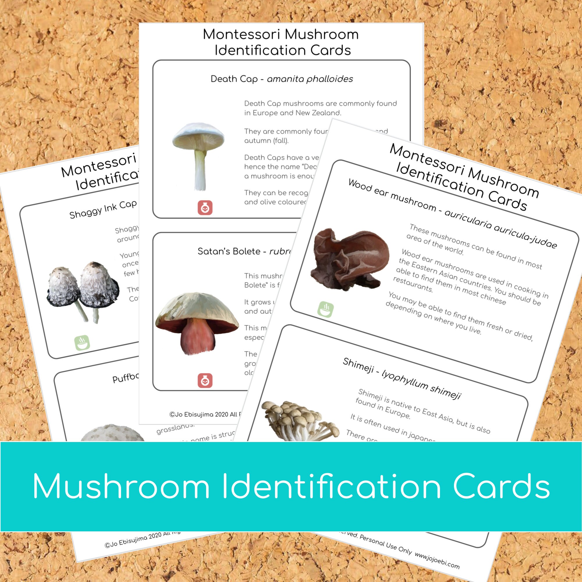 Montessori Mushroom Identification Cards PDF - Etsy