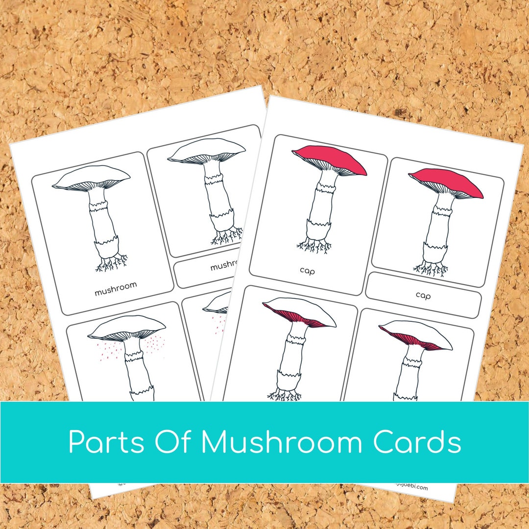 Montessori Parts of MUSHROOM Cards - Etsy