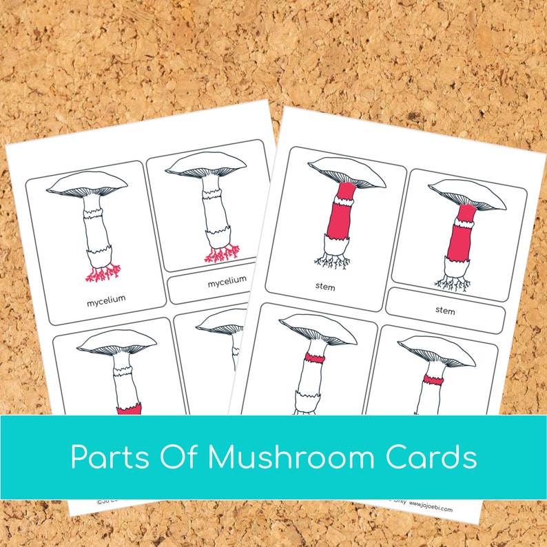 Montessori Parts of MUSHROOM Cards - Etsy