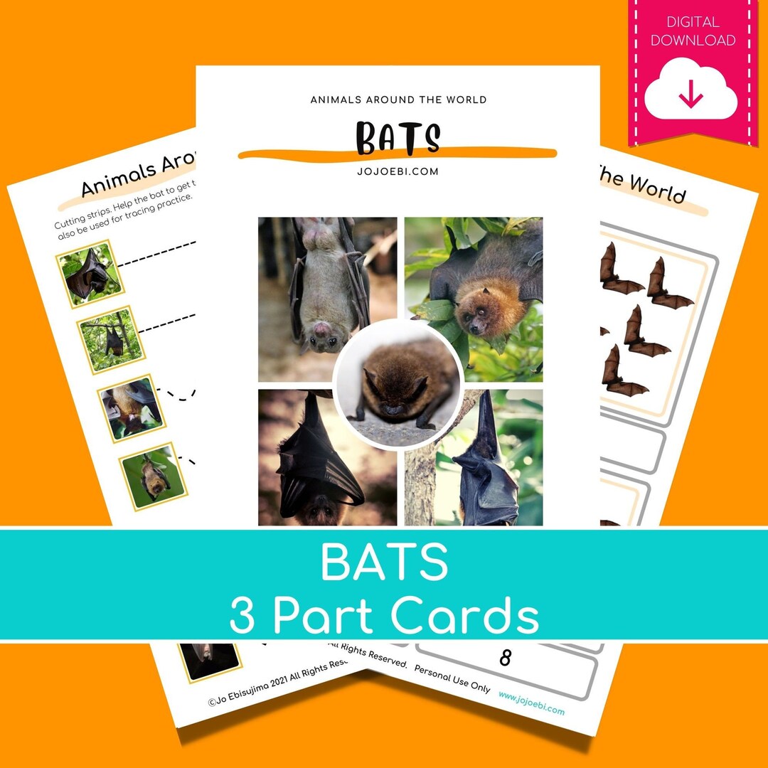 Montessori Parts of Bat 3 Part Cards PDF | Education PDF, Educational ...