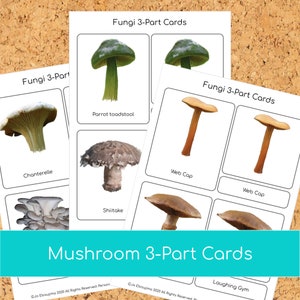 Montessori Mushroom 3 Part Cards - Etsy
