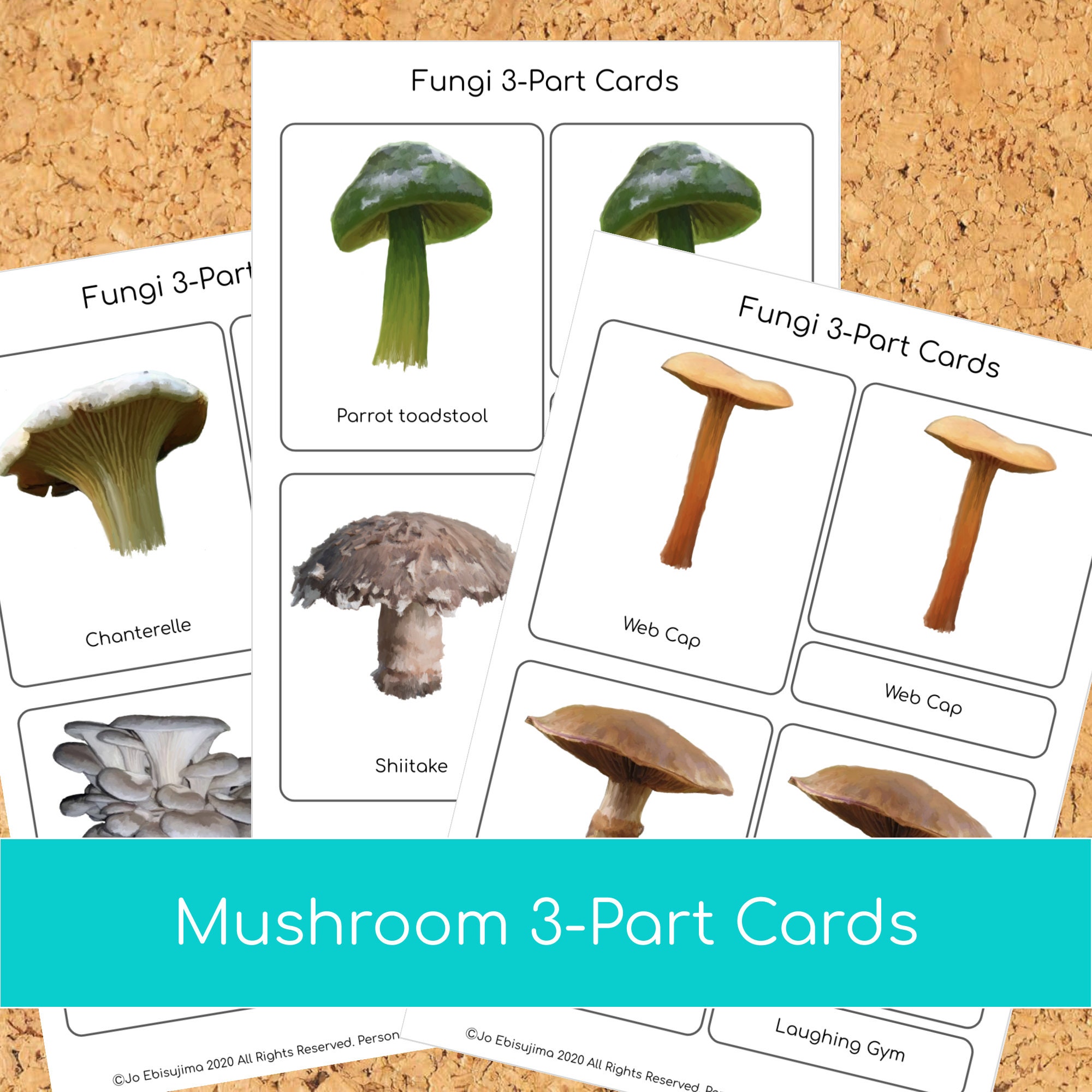 Montessori Mushroom 3 Part Cards - Etsy