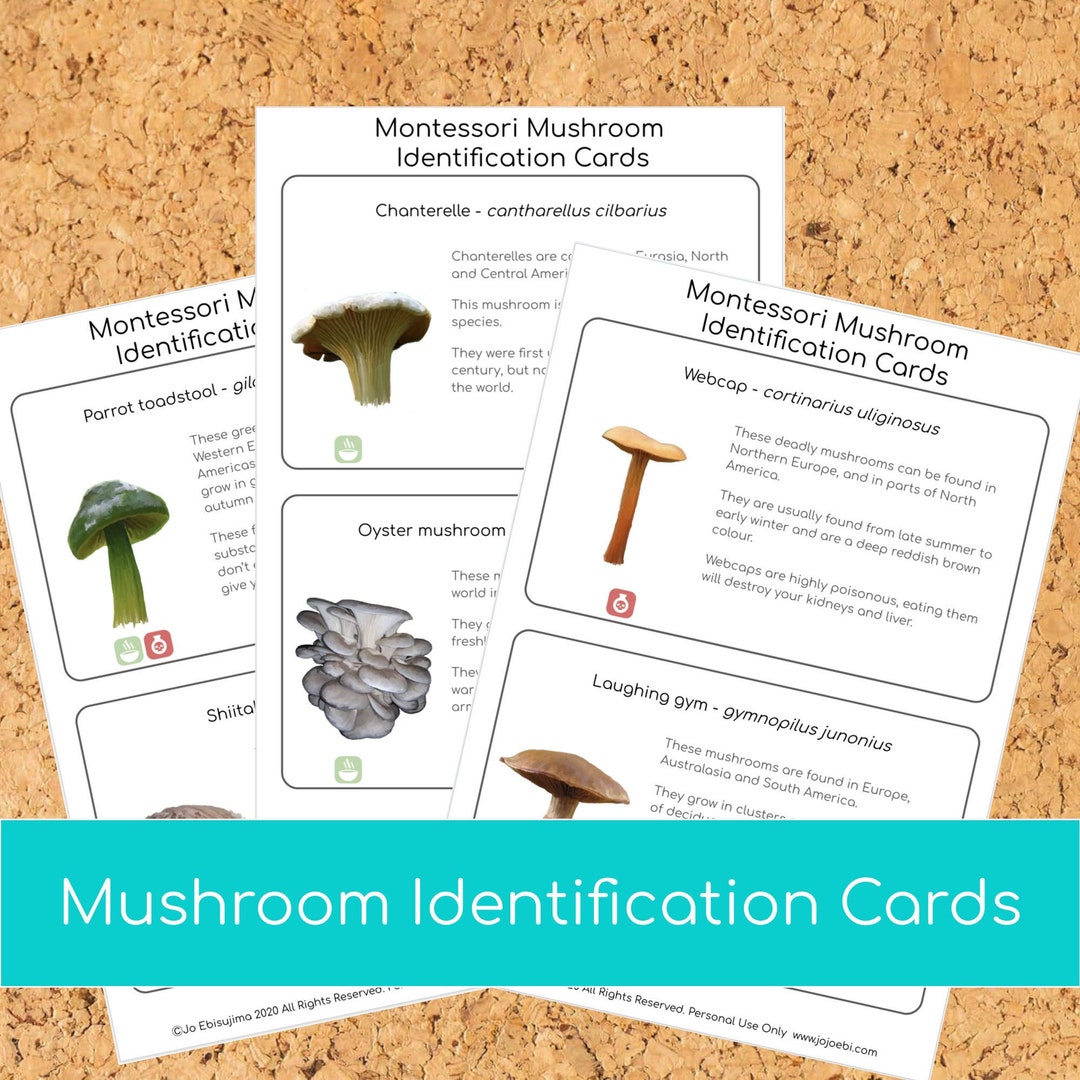 Montessori Mushroom Identification Cards PDF - Etsy