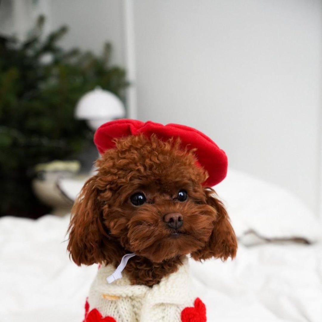 Set of 3 Dog Berets - Parisian Pet Hats - Pet Photo Prop - Etsy