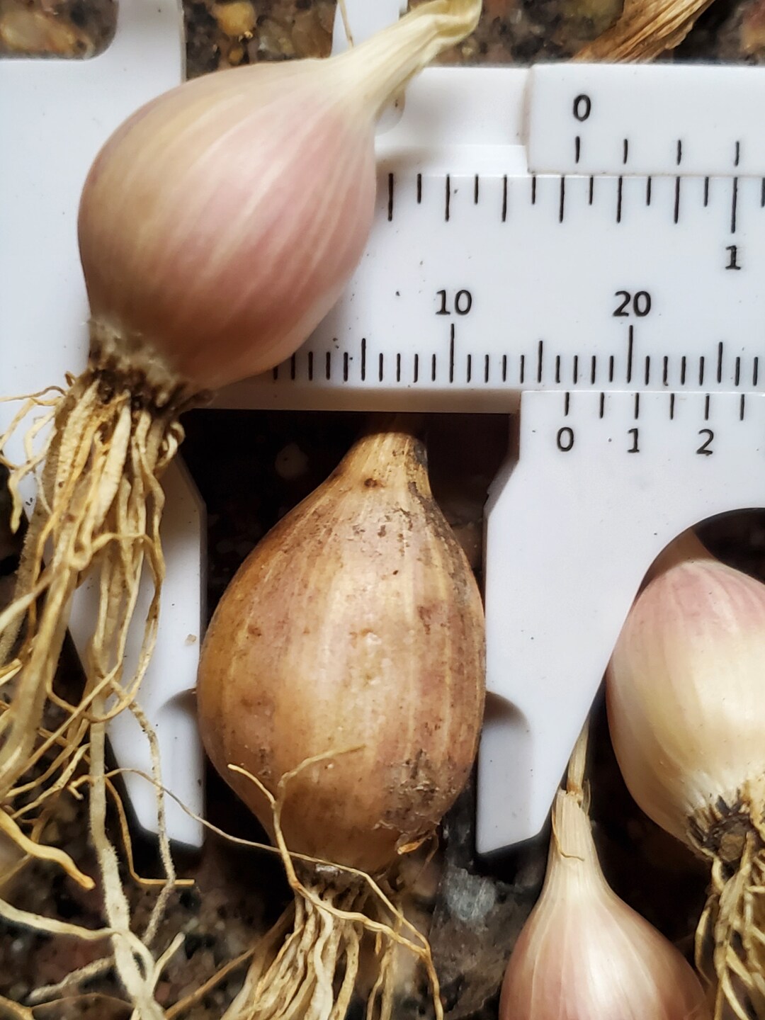 Garlic Rounds for Growing Fresh Hardneck Bulbs - Etsy